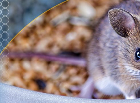 Virology: Test kits for the diagnostics of viral infections