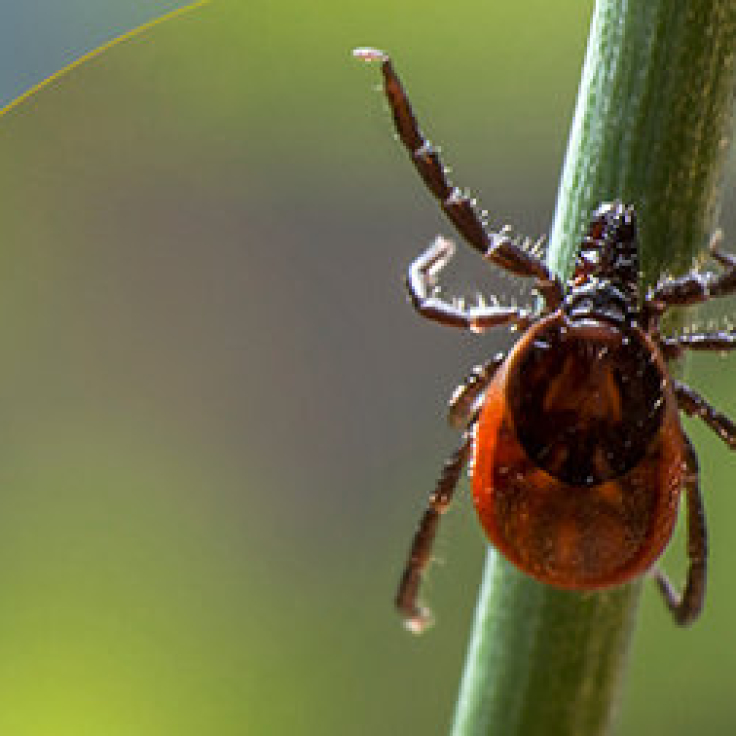 Tick season is here: Diagnosis of TBE/FSME made easy